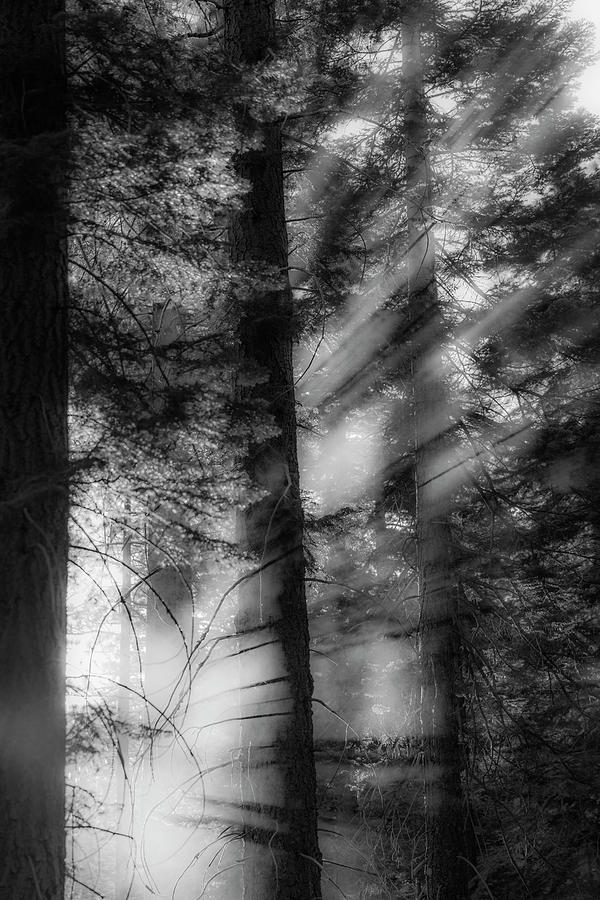 Back Lit Trees With Sun Rays Photograph by Ron Koeberer - Fine Art America