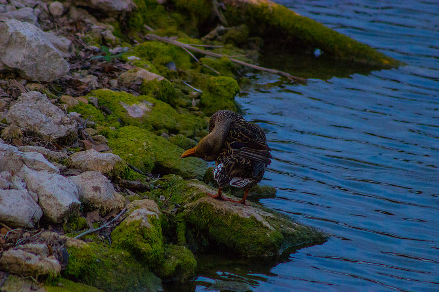 Back Scratch Photograph by Luke White - Fine Art America