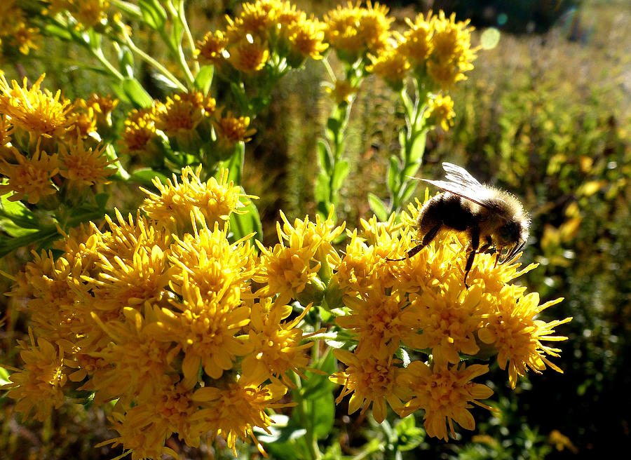 Backlit Bee Photograph by Don Kosterman - Pixels