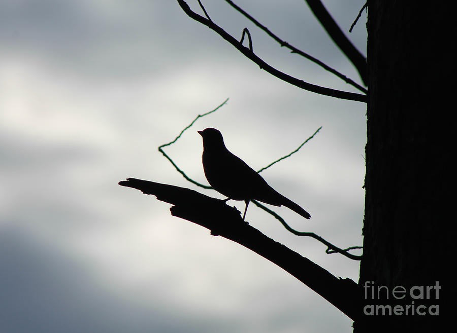 Backlit Bird Photograph by Bobby Cole - Fine Art America