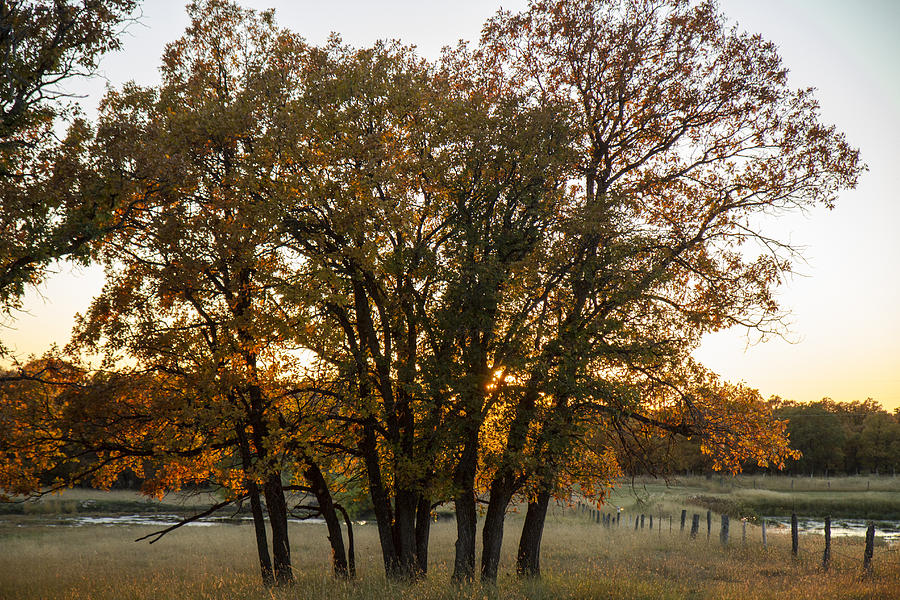 Backlit Fall Ash Trees Photograph by David M Porter - Fine Art America