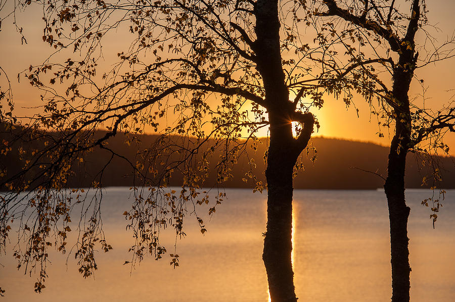 Backlit tree Photograph by David Sapire - Fine Art America