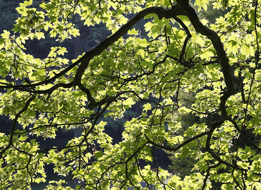 Backlit tree Photograph by Steve Ball - Pixels