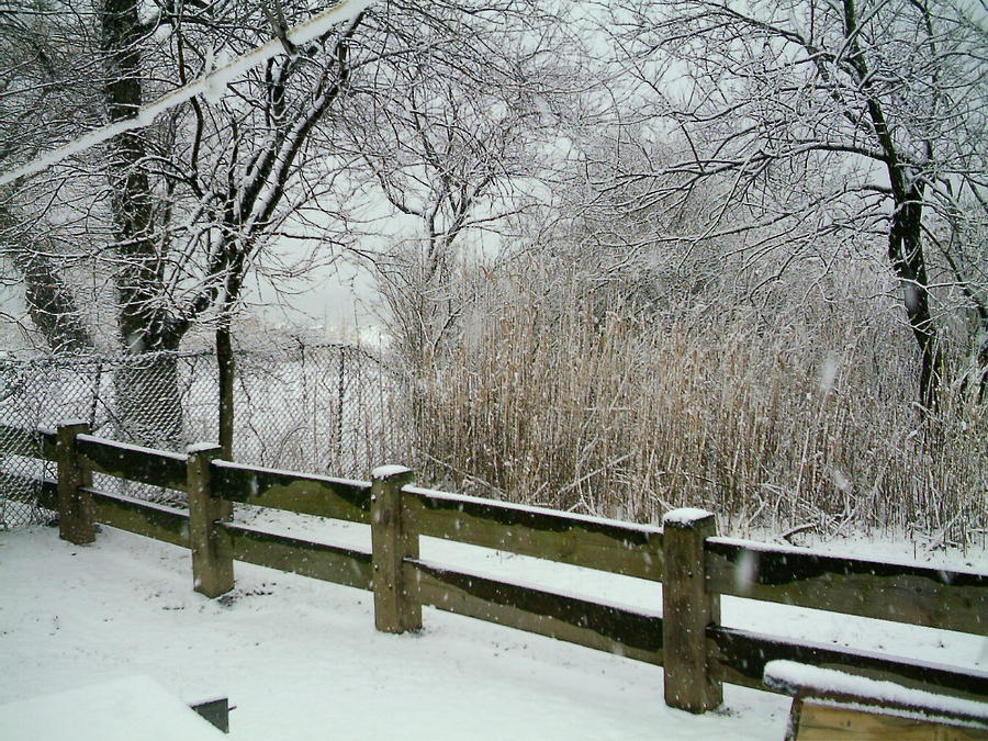 Backyard Photograph by Desline Vitto - Fine Art America