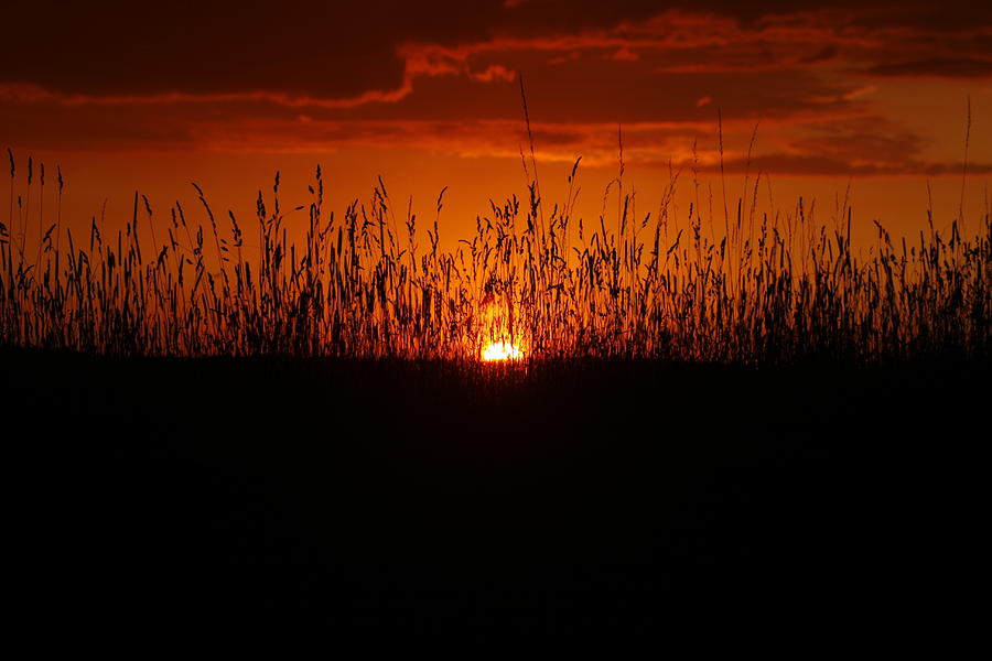 Backyard Sunset Photograph by David Simons - Fine Art America