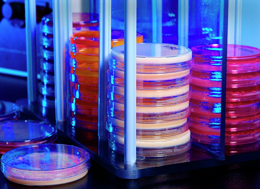 Bacteria Research Photograph by Cdc | Fine Art America