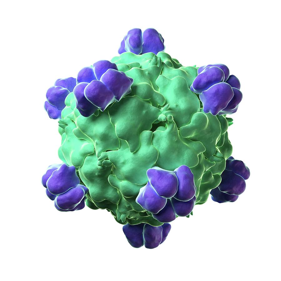 Bacteriophage X-174 Particle Photograph by Sciepro/science Photo Library - Pixels