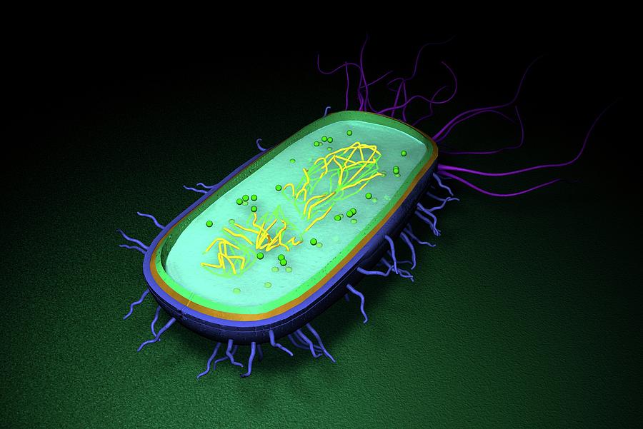 Bacterium by Science Photo Library