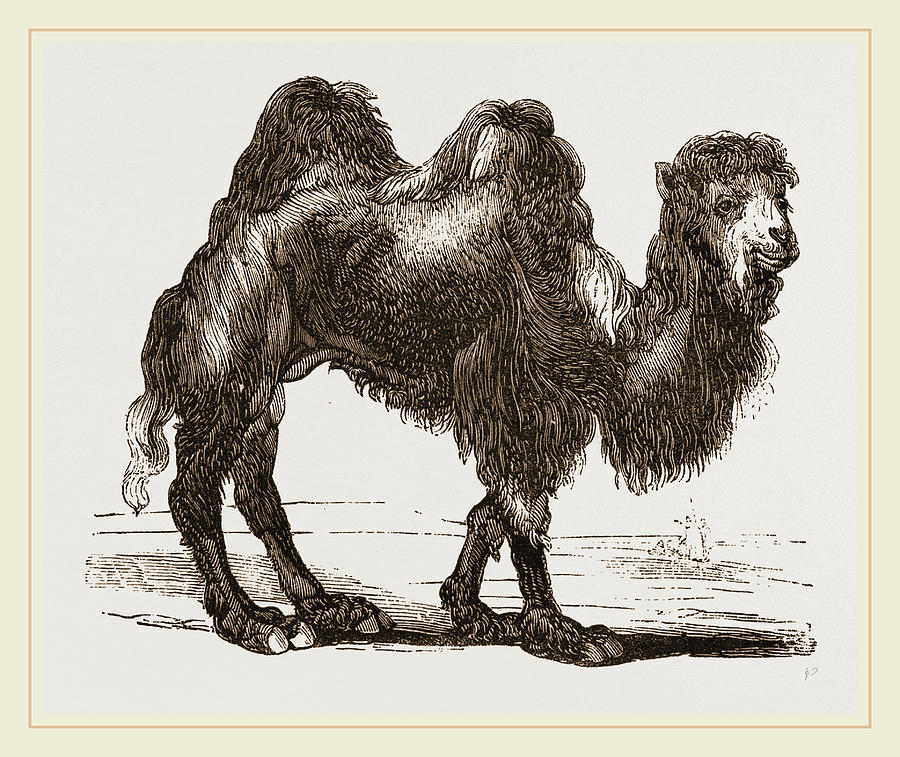 Bactrian Camel Drawing by Litz Collection - Pixels Bactrian Camel Drawing by Litz Collection - Pixels