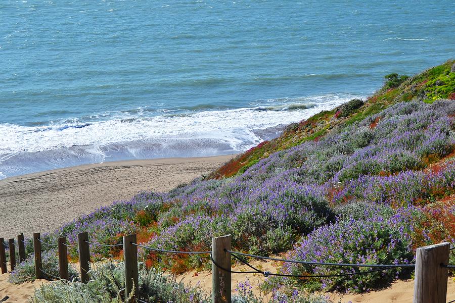 Baker Beach Photograph by Danielle Cirillo - Fine Art America