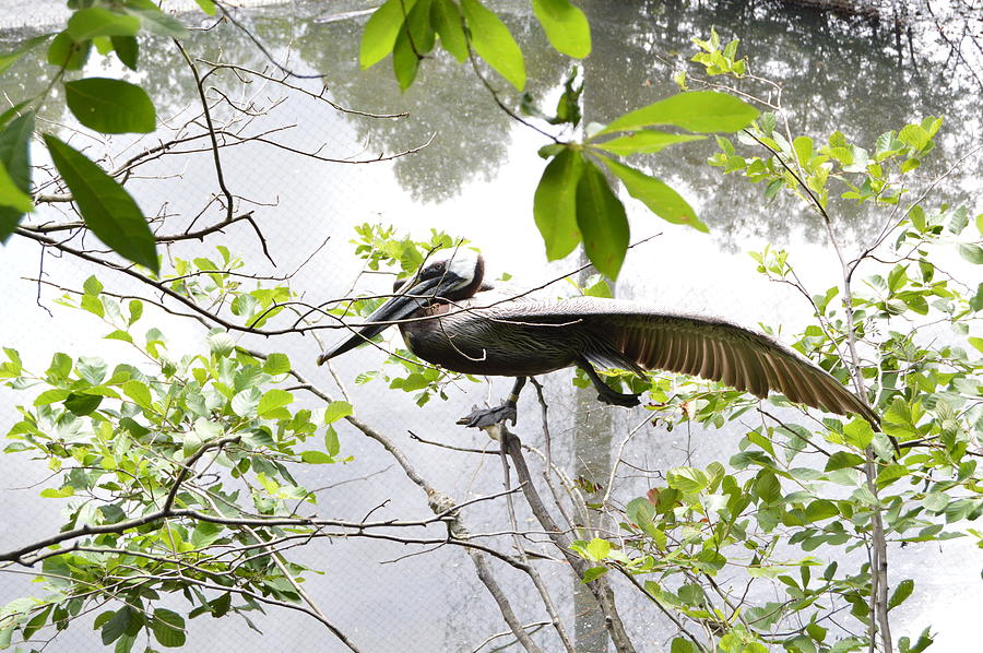 Balancing Bird Photograph by Thomas Lindsay - Fine Art America