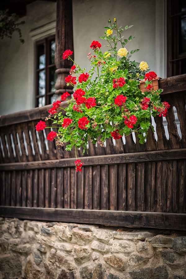 Balcony geranium Photograph by Dobromir Dobrinov - Fine Art America