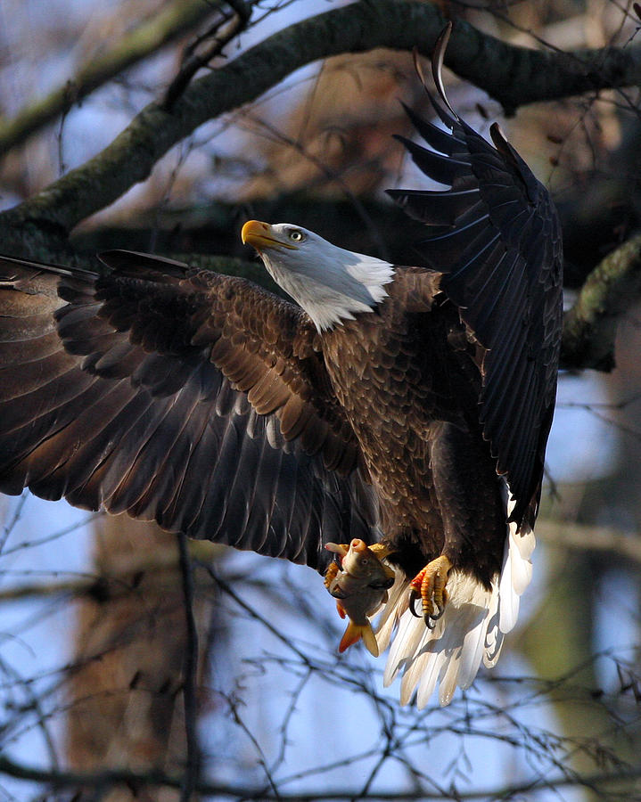 Bald Eagle Digital Art by Angel Cher - Pixels