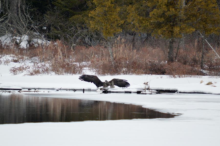 Bald Eagle Bathing 4 Photograph by Thomas Phillips - Fine Art America