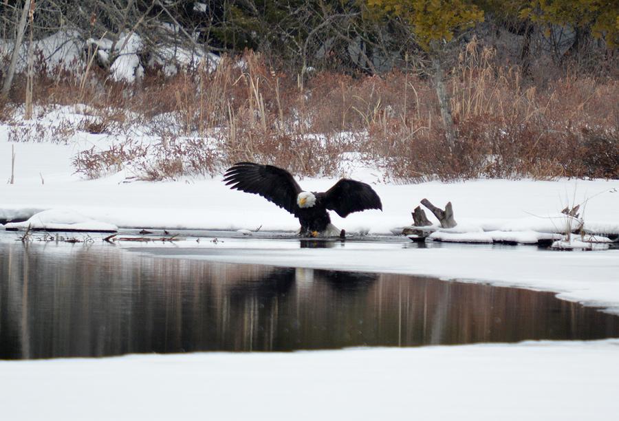 Bald Eagle Bathing 5 Photograph by Thomas Phillips | Fine Art America