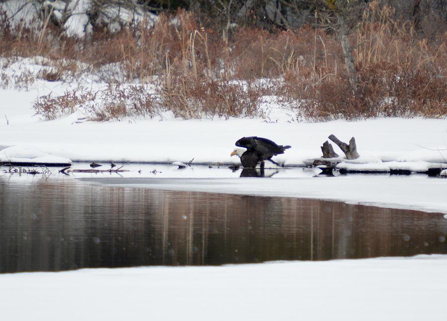 Bald Eagle Bathing 7 Photograph by Thomas Phillips - Pixels