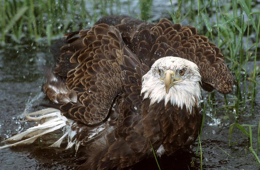 Bald Eagle Bathing Photograph by Larry Allan - Fine Art America