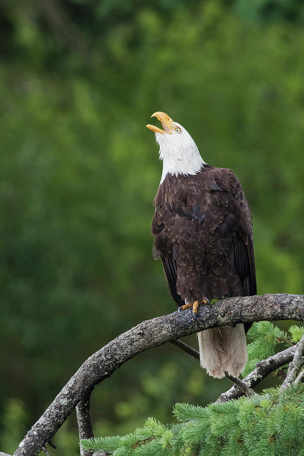 Bald Eagle Calling Photograph by Ken Archer - Fine Art America