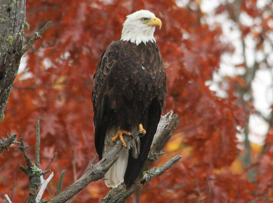 Bald Eagle Photograph by Catherine Simonson | Pixels