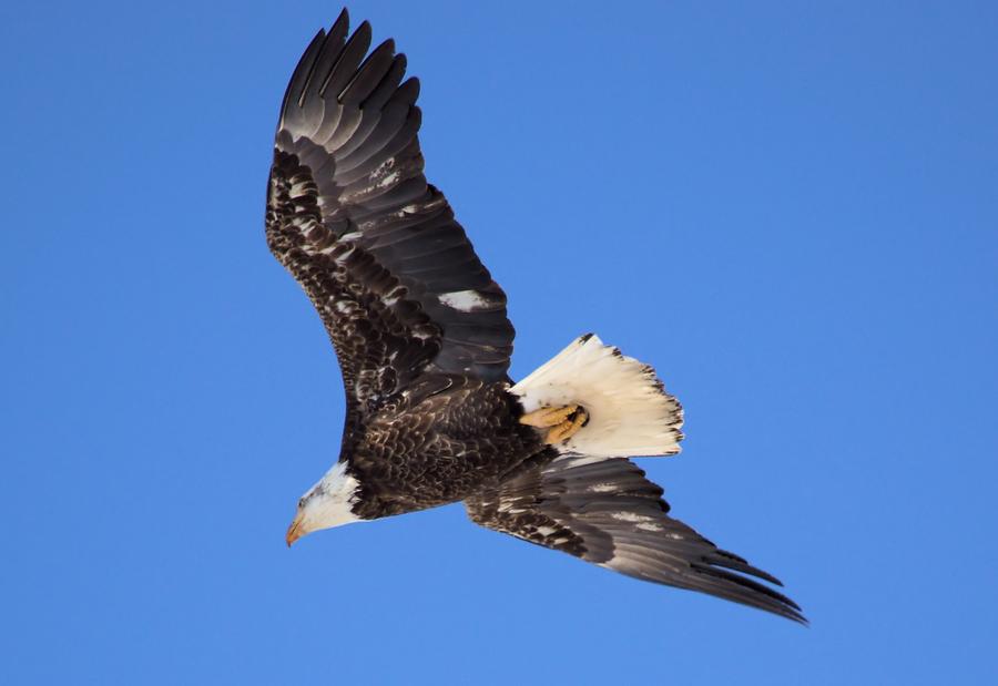 Bald Eagle Photograph by Bonfire Photography - Fine Art America