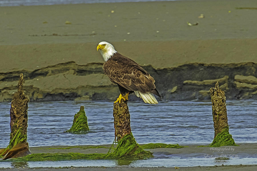 Bald Eagle Photograph by Edwin Ellis - Fine Art America