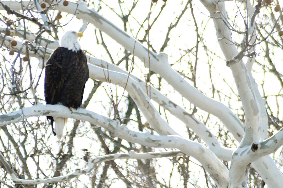 Bald Eagle in Sycamore Tree Photograph by David McDowell - Pixels