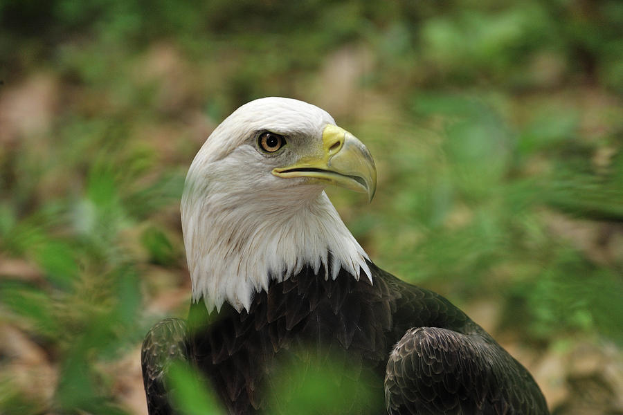 Bald Eagle Photograph by Mark Conlin - Fine Art America