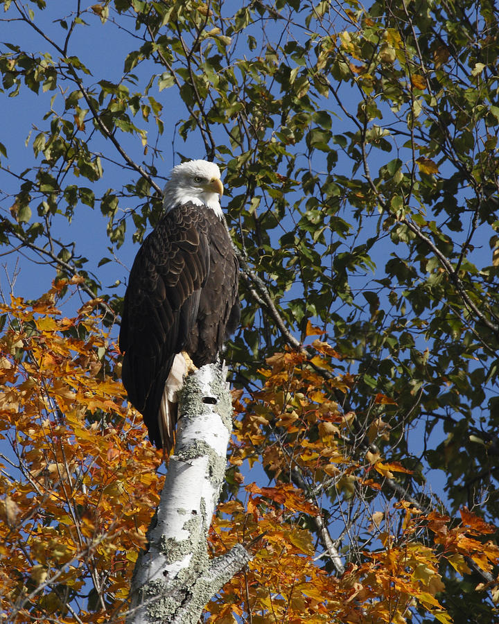 Bald Eagle on tree Photograph by Mark Wallner - Fine Art America