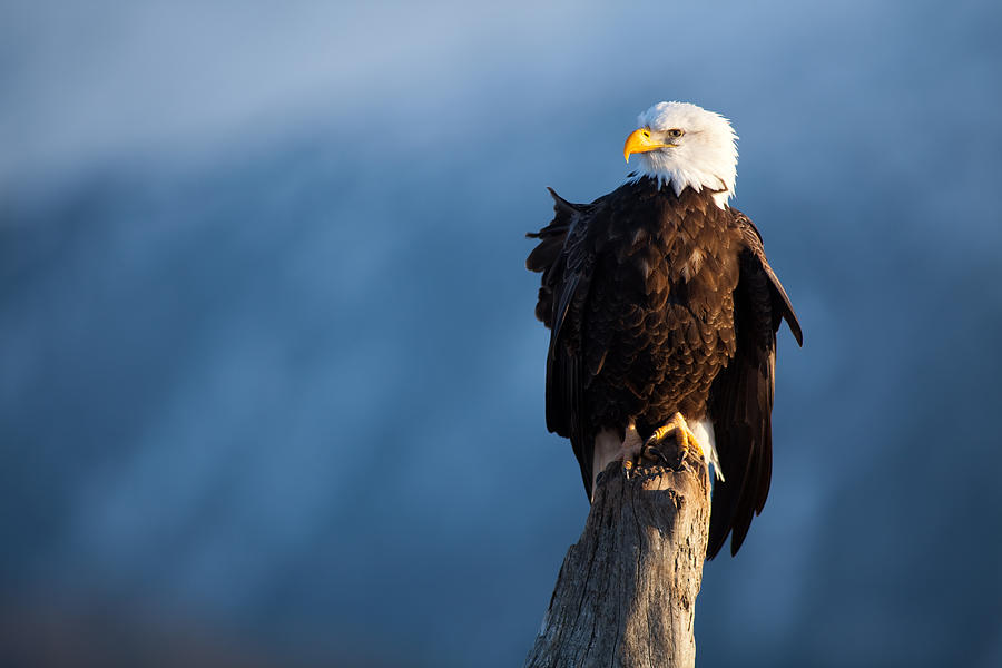 Bald Eagle Perch Photograph by John Richardson - Pixels