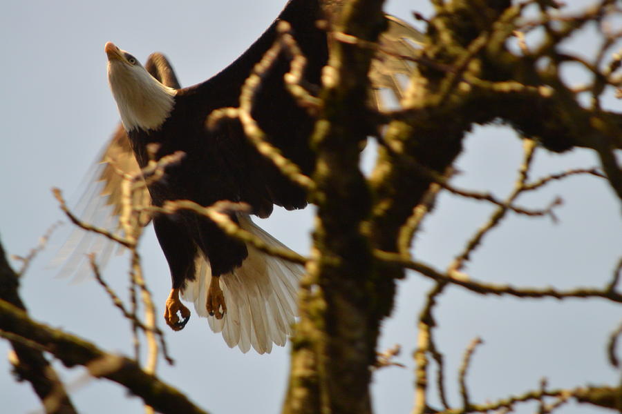 Bald Eagle Taking Flight Photograph by Nicki Bennett - Fine Art America
