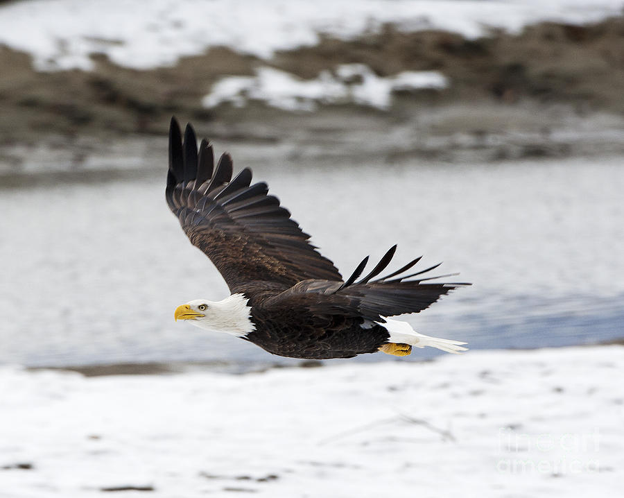 Bald Eagle Winter Flight Photograph by Dale Erickson - Fine Art America