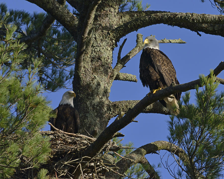 Bald Eagles in tree Photograph by Mark Wallner | Fine Art America
