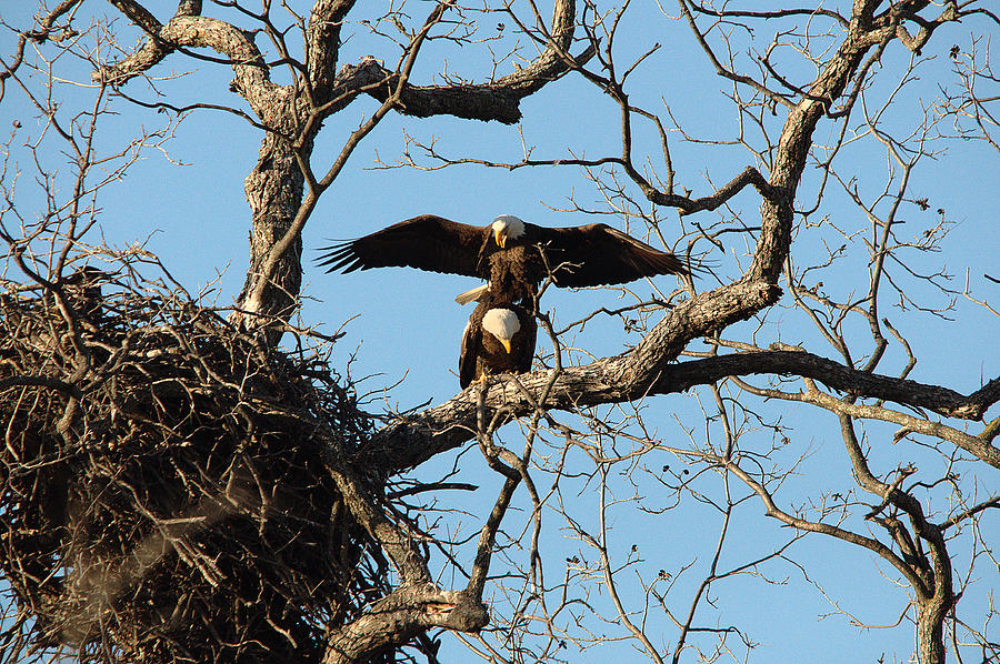 Bald Eagles Mating Photograph by Roy Williams | Fine Art America