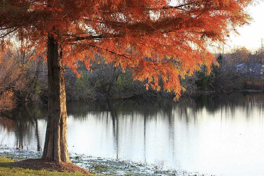 Bald Cypress at Sunset in Fall Photograph by David M Porter | Fine Art ...