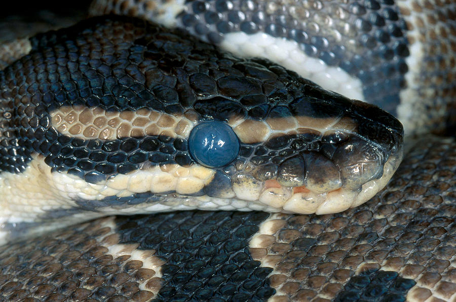 Ball Python Shedding Photograph by Simon D. Pollard - Fine Art America