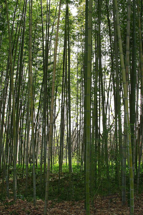 Bamboo Forest Photograph by Tom Mallon - Pixels