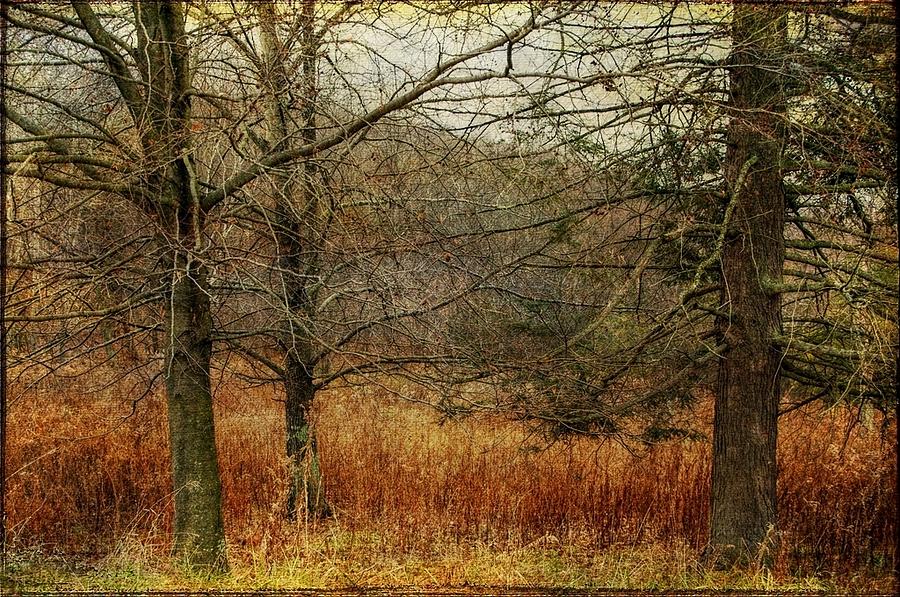 Bare Essentials Photograph by Stephanie Calhoun - Fine Art America