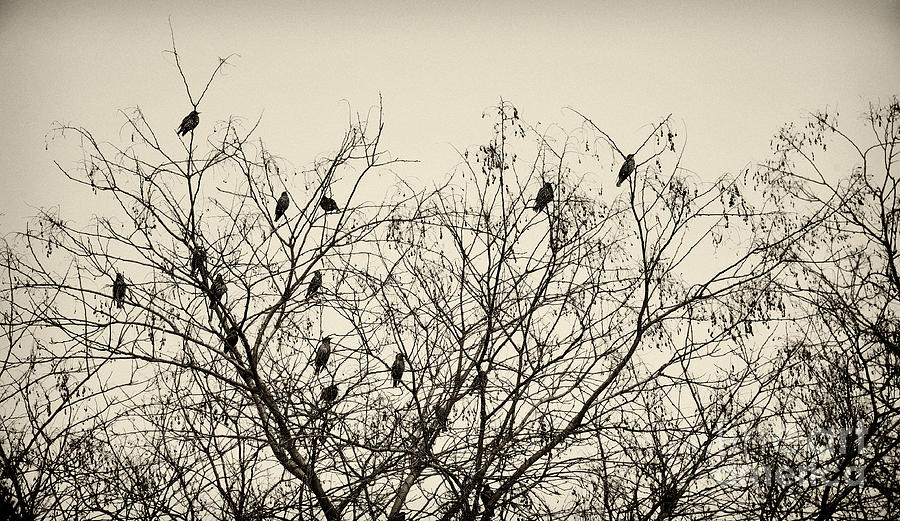 Bare Tree Texture Photograph by Grigorios Moraitis - Fine Art America