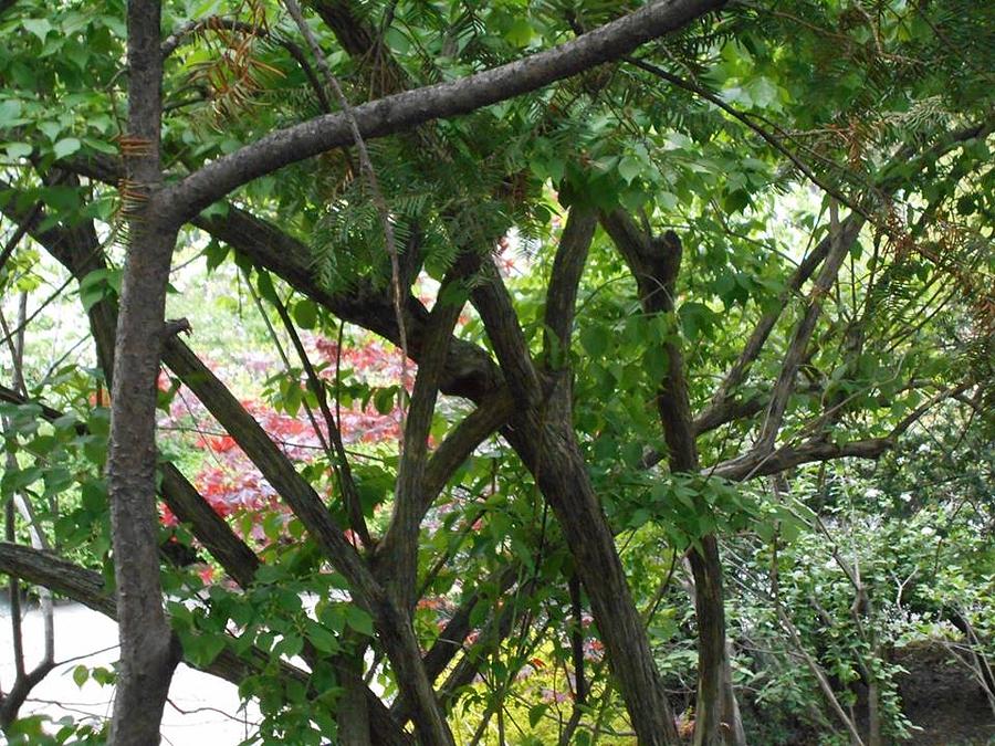 Bark Study in Spring Photograph by Carolyn Quinn - Fine Art America