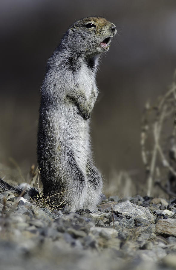 Barking Parka Squirrel by Thomas Payer - Fine Art America