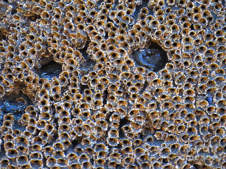 Barnacle Bed Photograph by Scott Cameron - Fine Art America