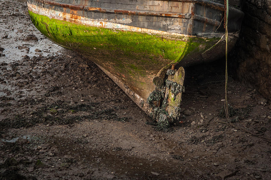Barnacle Photograph by Colin Egan - Fine Art America