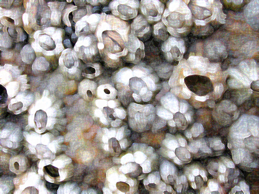 Barnacles 2 Photograph by Bob Richter - Fine Art America