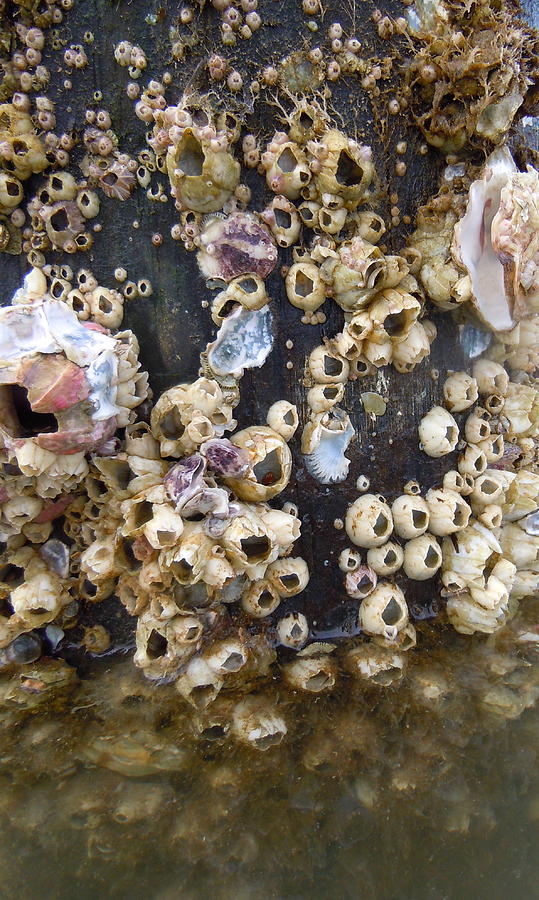 Barnacles below Photograph by Terry Cobb - Fine Art America