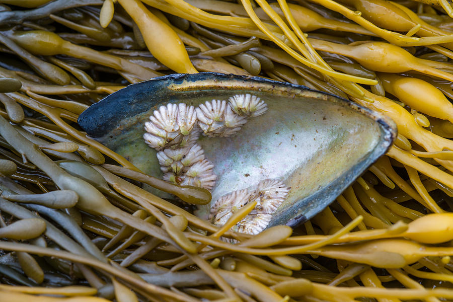 Barnacles In Shell Photograph by Michael Lustbader - Pixels