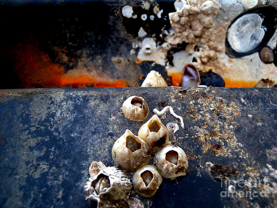 Barnacles Photograph by Robert Riordan - Pixels