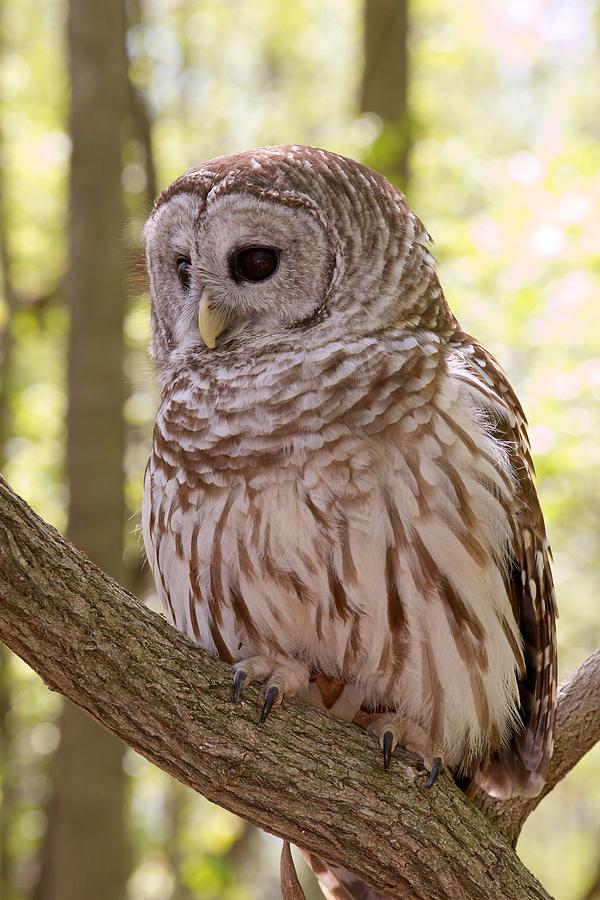 Barred Owl Photograph by Walter Rowe - Fine Art America