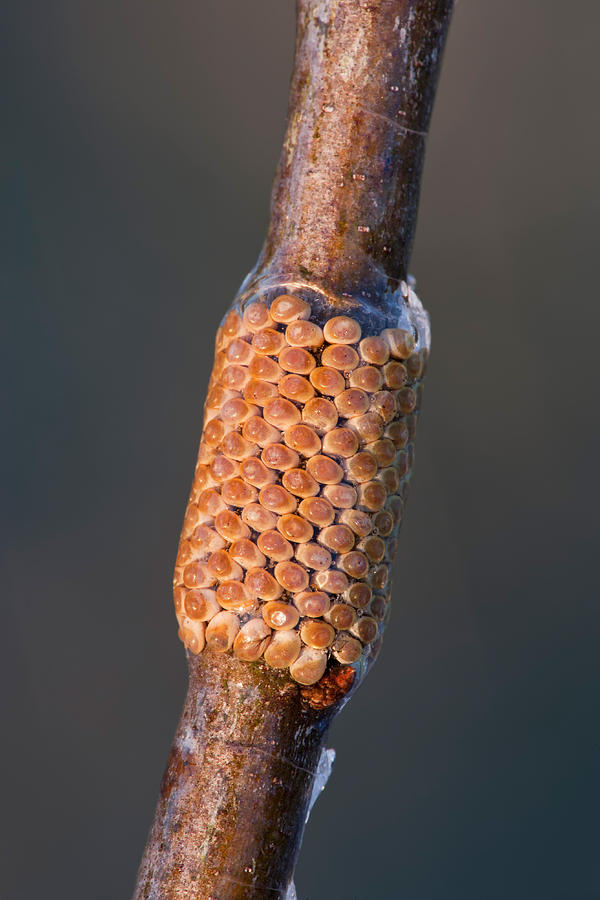 Barrens Buck Moth Eggs Photograph by Jeffrey Lepore - Pixels Barrens Buck Moth Eggs Photograph by Jeffrey Lepore - Pixels