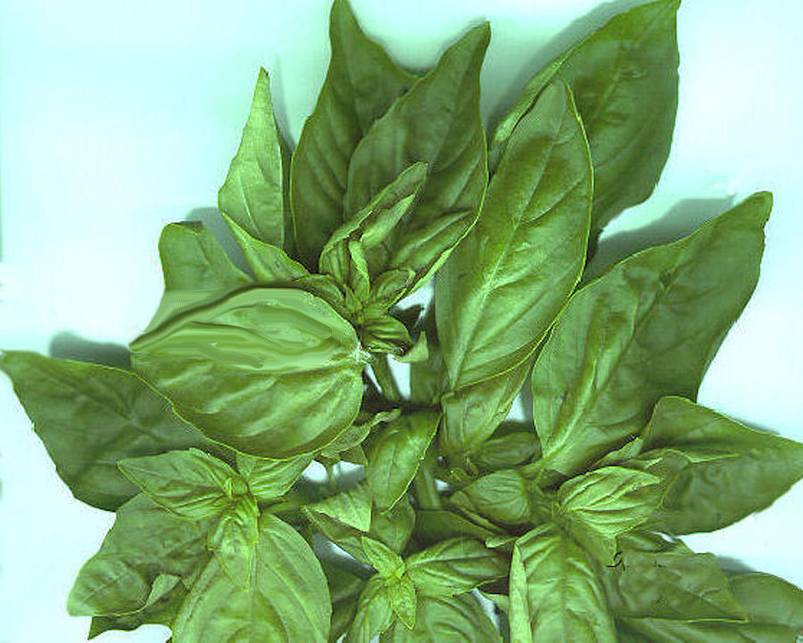 Basil Digital Art by Karma Freeman - Fine Art America