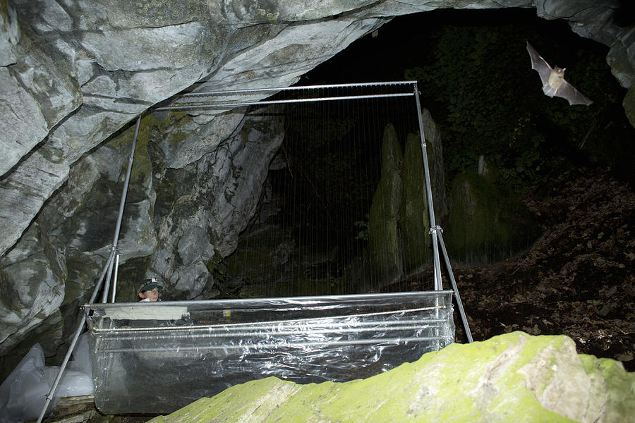 Bat Flying By A Harp Trap Photograph by Science Stock Photography